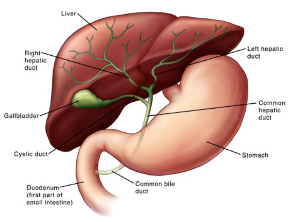 biliary-system-anatomy-image-staywell-health-library - Inova Newsroom